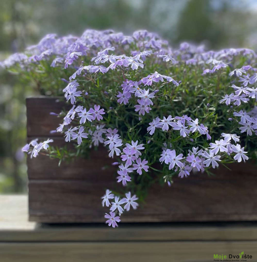 Kako Uzgajati Floks | Phlox Subulata | Moje Dvorište