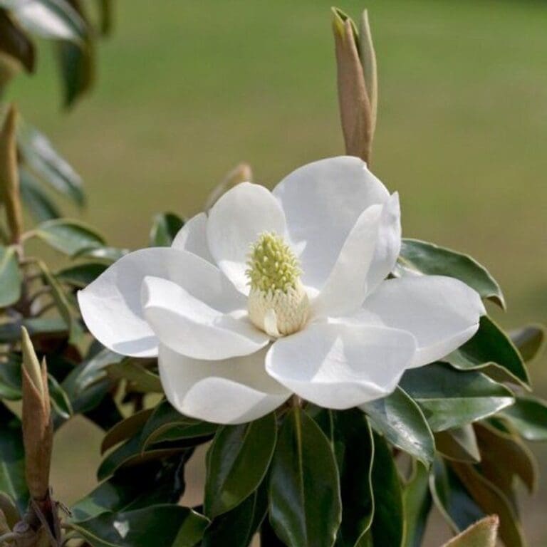 Zimzelena Magnolija - Magnolia Grandiflora) | Moje Dvorište