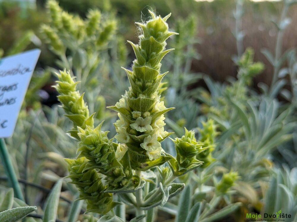Planinski Čaj | Sideritis Scardica | Moje Dvorište